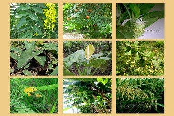 Navdurga | Nine Goddesses | Nine Devi | Nine Goddess of Navratri