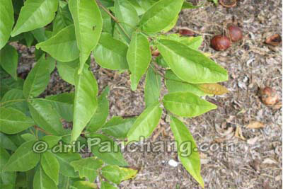 Twenty-one Leaves used in Ganesh Chaturthi Puja | 21 Patras for Ganesh Puja