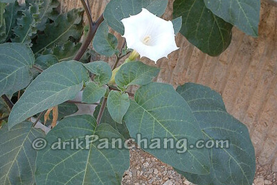 Twenty-one Leaves used in Ganesh Chaturthi Puja | 21 Patras for Ganesh Puja