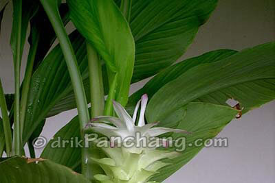 Navpatrika | Nine Leaves used in Durga Puja