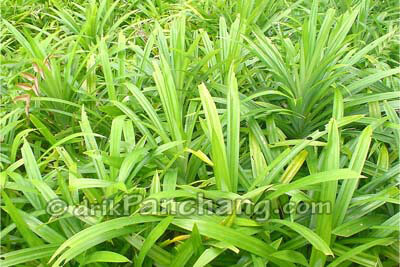 Twenty-one Leaves used in Ganesh Chaturthi Puja | 21 Patras for Ganesh Puja