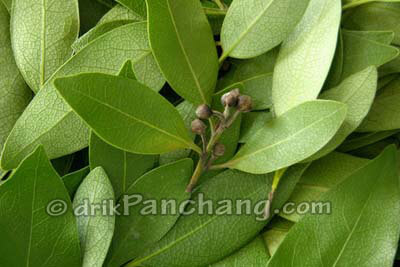 Twenty-one Leaves used in Ganesh Chaturthi Puja | 21 Patras for Ganesh Puja