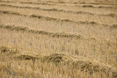 Indian Seasons, Indian Ritus Start Date and Timings for New Delhi, NCT ...